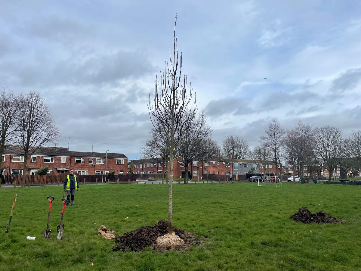 Gallery | Trees planted in multiple locations in Hull city centre ...