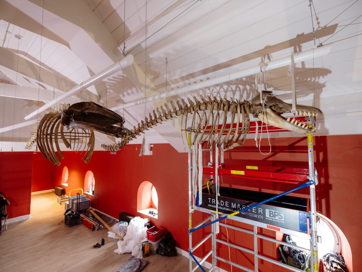 NEWS | Historic skeletons return to Hull Maritime Museum as ...